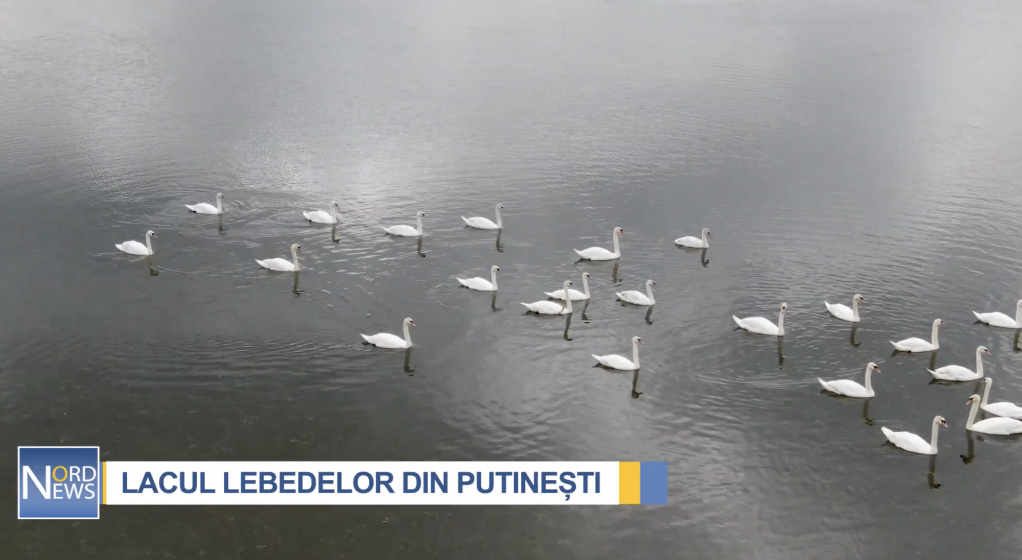 O adevărată minunăție! Peste 100 de lebede, pe un lac de la Nordul ...