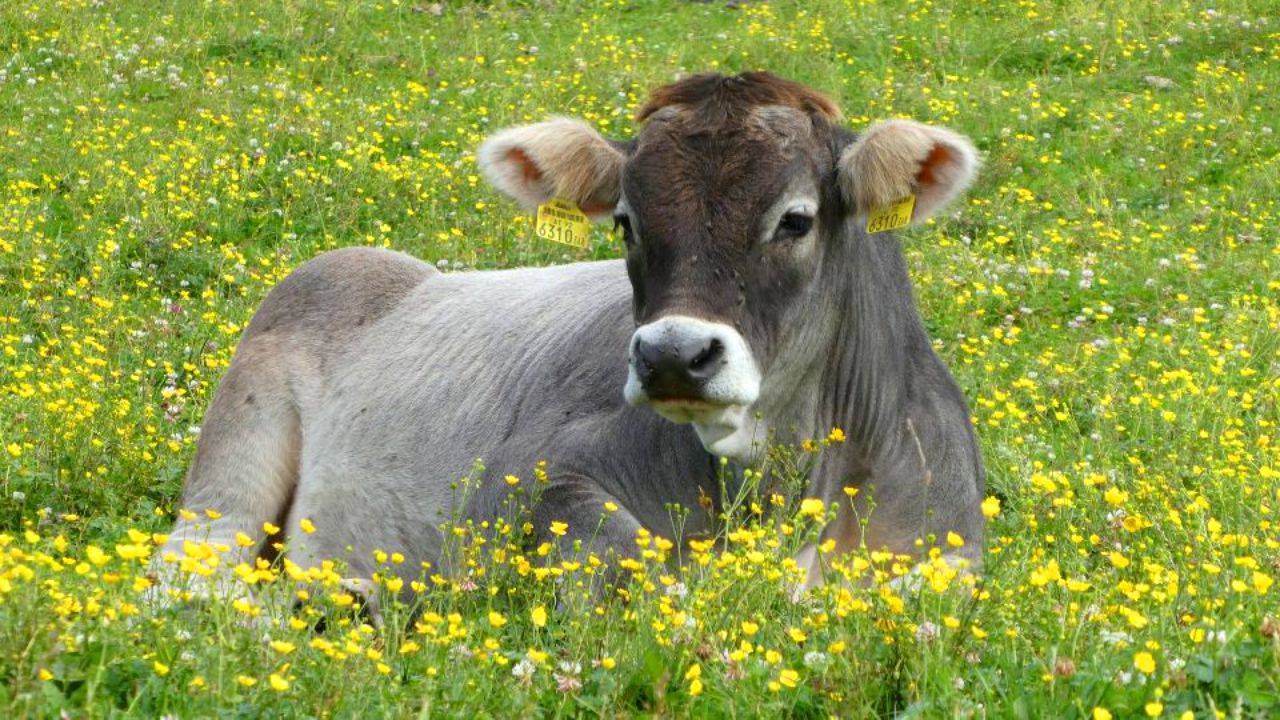 Țara în care te vaccinezi și poți câștiga o vacă. Metodă inedită ...