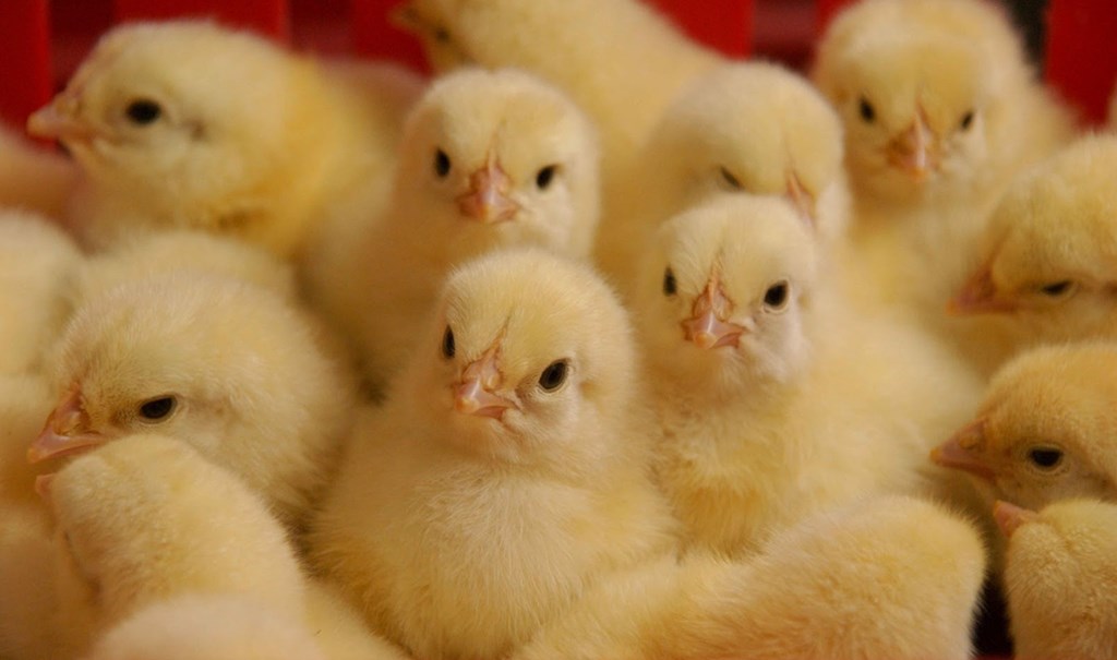 Ce ne așteaptă în 2023? Carnea crescută în laborator vine în magazin ...