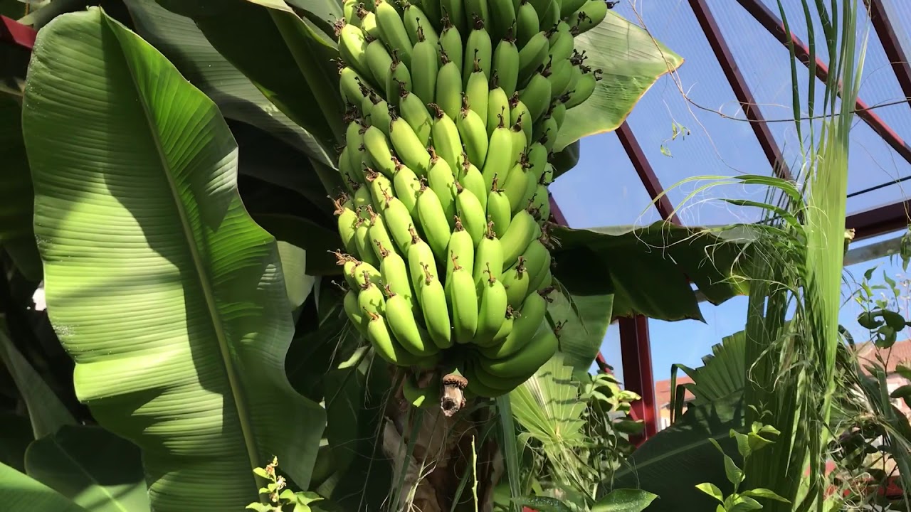Cum au ajuns românii să planteze în curți banani în loc de meri și ...