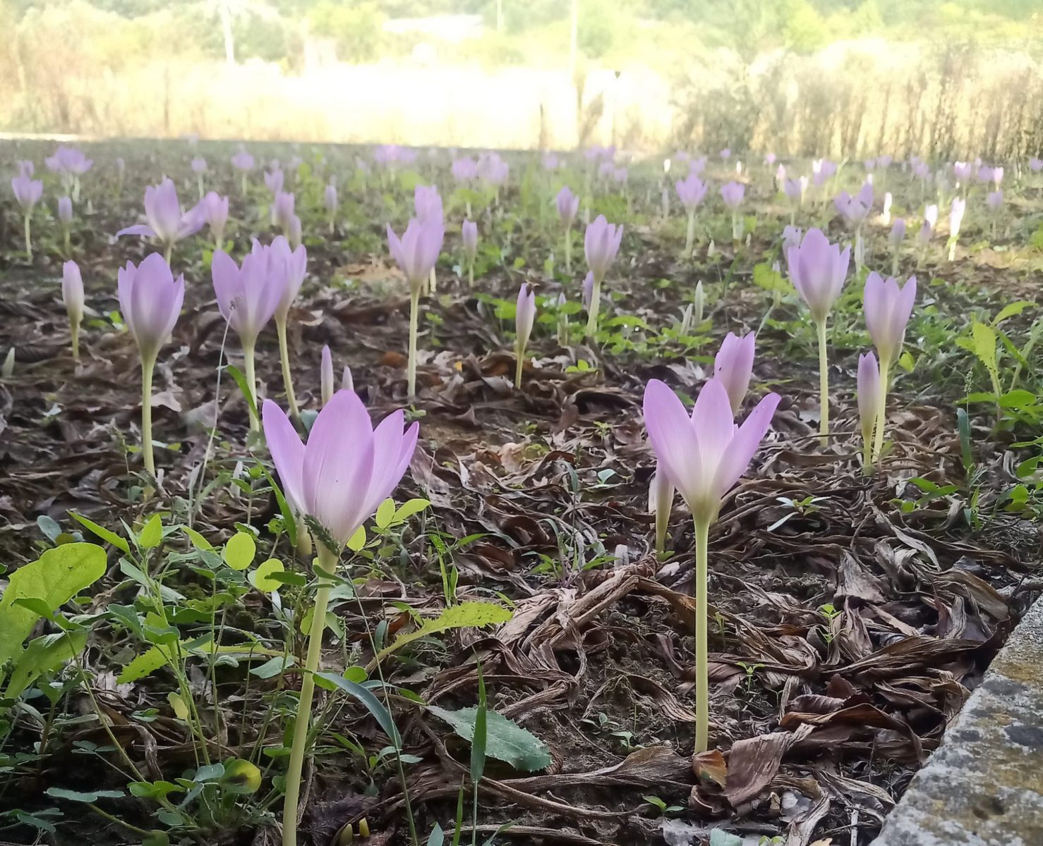 (FOTO) Toamna „roz” de la Bardar. Au înflorit brândușele - Bani.md