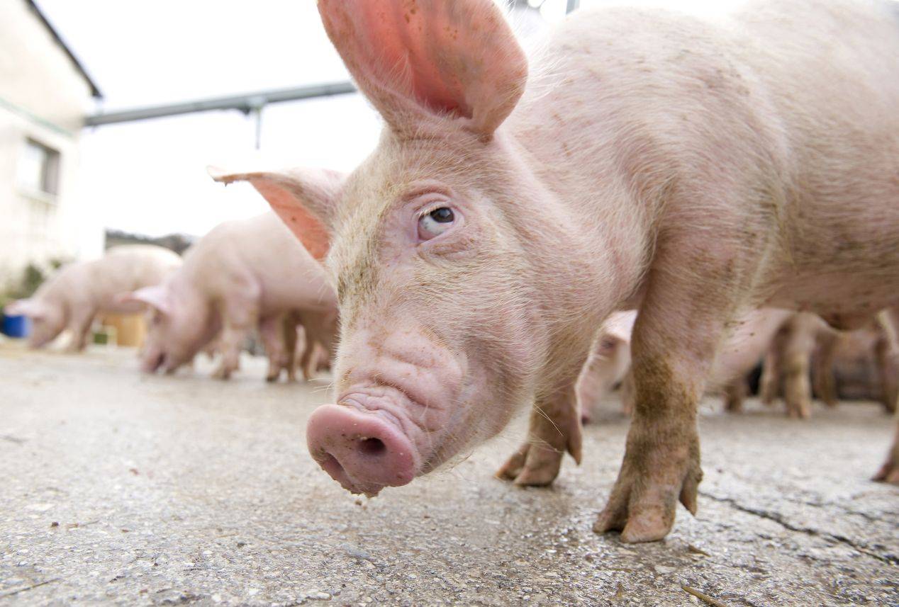 Carnea de porc va deveni un lux?! De unde vin semnalele şi cum ne va ...