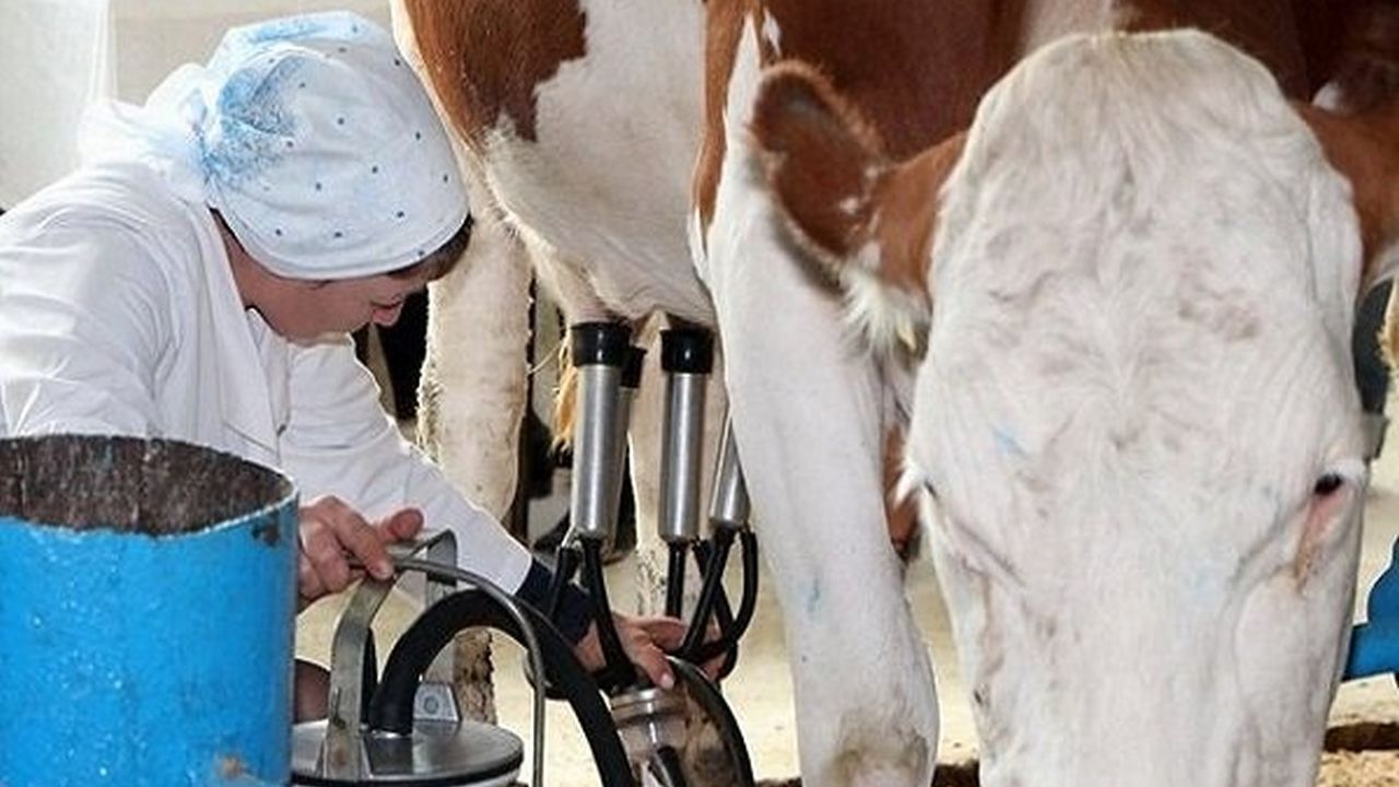 Faliment răsunător în industria lactatelor din Republica Moldova - Bani.md