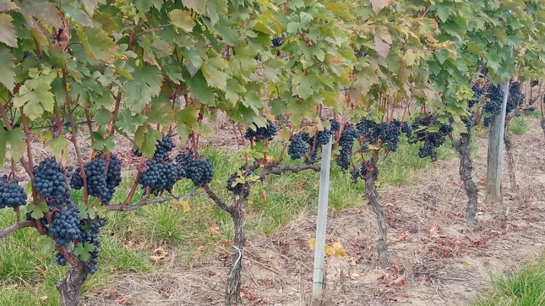 Feteasca Neagră – ce buchet de fructe conţine vinul şi cu ce tipuri de ...