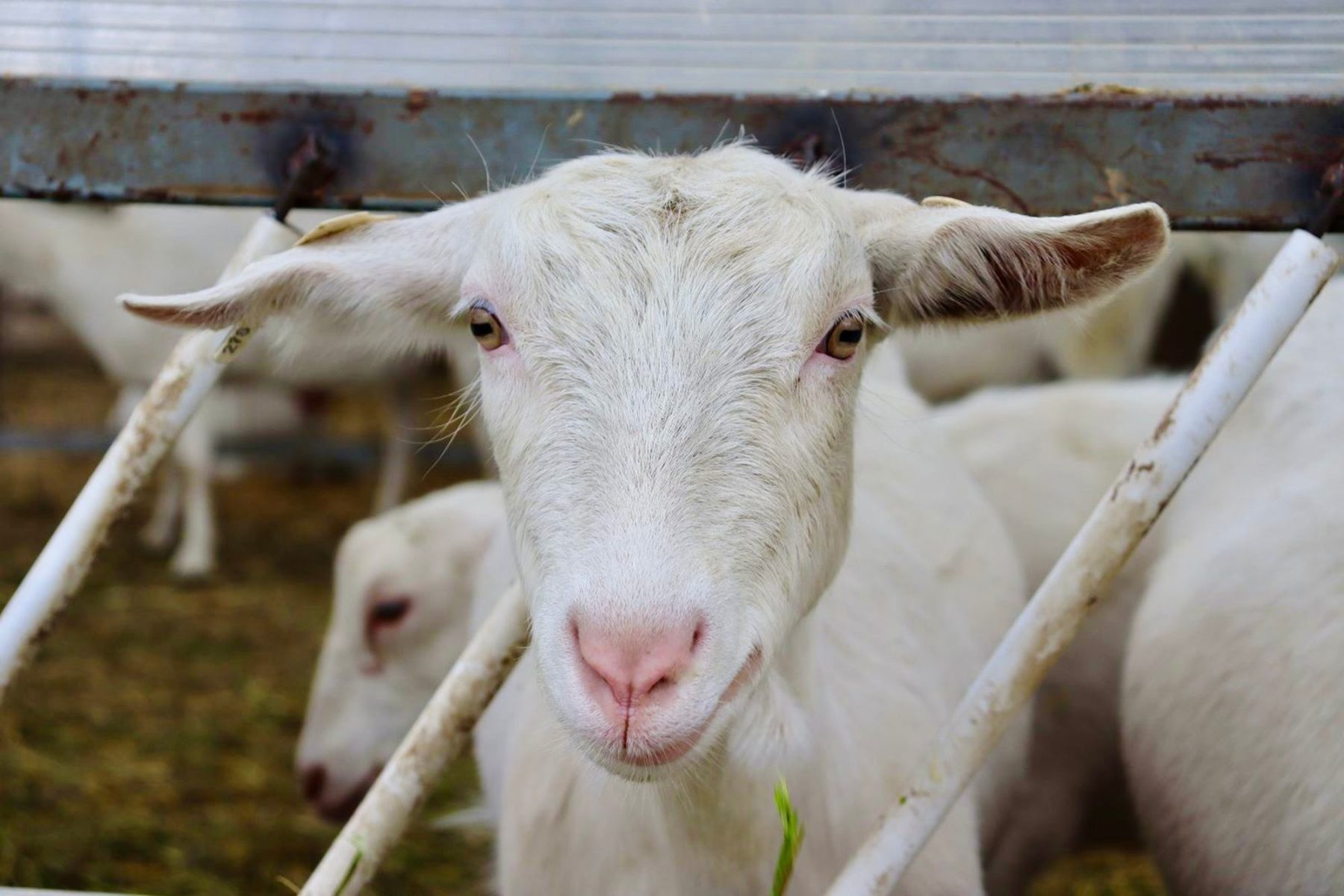 Începe programul ,,Prima Capră”. Primarul unei insule italiene oferă ...